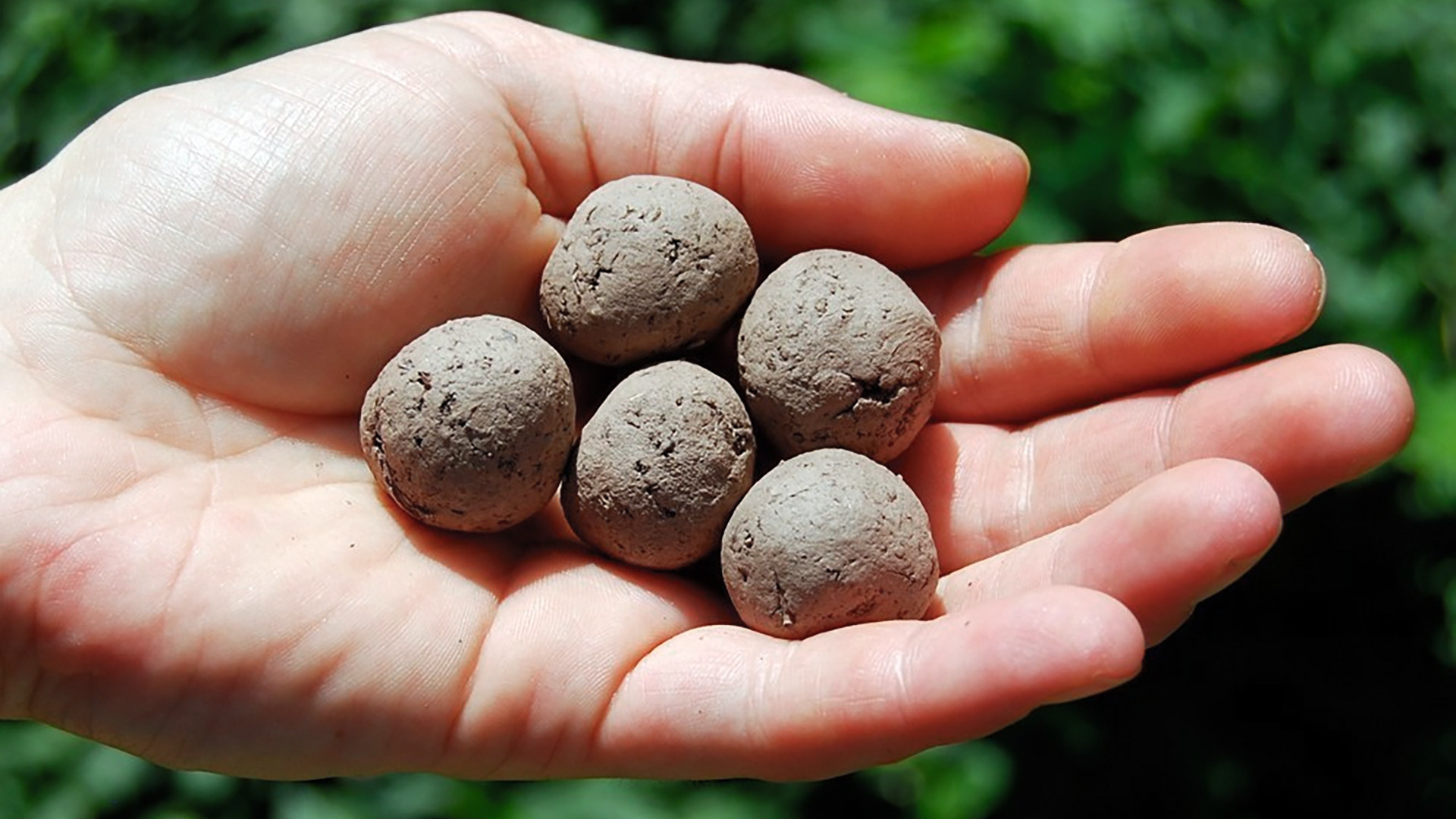 Pollinator Seed Ball Workshop