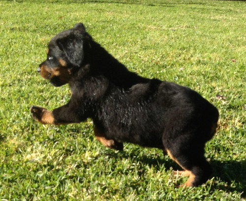 Rottweiler | Paw Patrol Dog Store