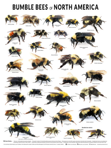 Bumble Bees Of North America Poster 18 X 24 The Bees In Your Bac
