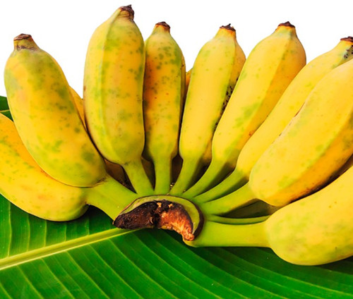 Pisang Awak BANANA | Tampa Tropical Asian