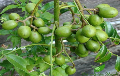 Ambarella June Plum | Tampa Tropical Asian