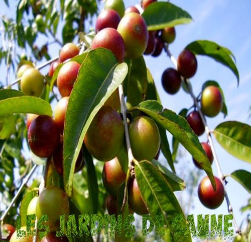 RUMBERRY TREE | Tampa Tropical Asian