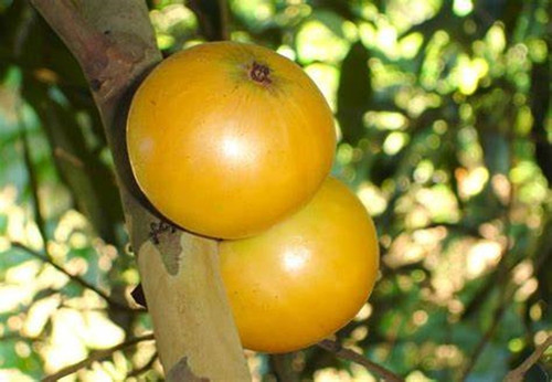 CAMBUCA FRUIT | Tampa Tropical Asian