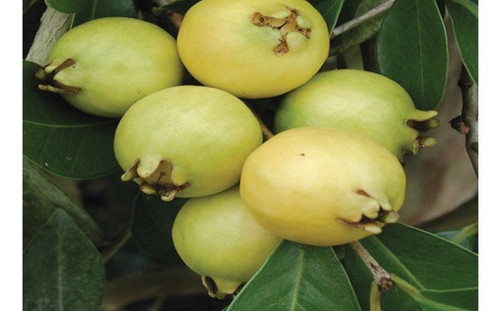 CATTLEY LEMON GUAVA | Tampa Tropical Asian