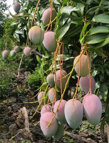 DWARF HAWAIIAN MANGO - Grafted Tree | Tampa Tropical Asian
