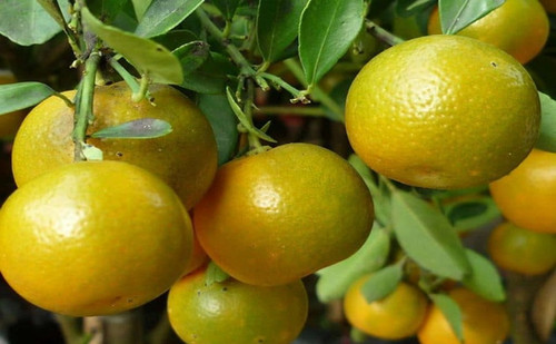 Calamondin Quat (cay tac) | Tampa Tropical Asian