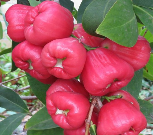 PINK WAX JAMBU - 15 GALLONS | Tampa Tropical Asian
