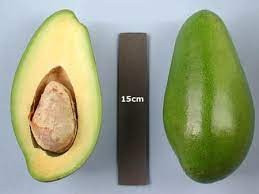 Maria Avocado - Grafted Tree | Tampa Tropical Asian