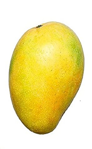 LEMON ZEST Mango - Grafted Tree | Tampa Tropical Asian