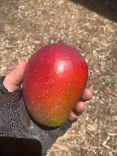 Irwin Mango - Grafted Tree | Tampa Tropical Asian