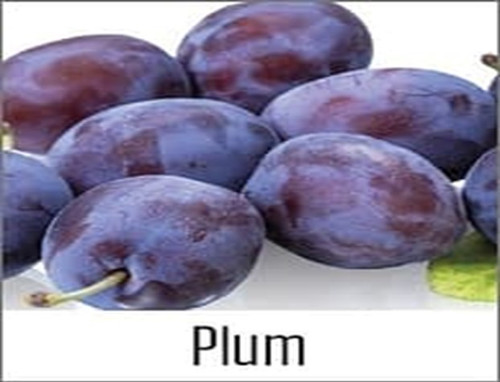 SUGAR PRUNE PLUM | Tampa Tropical Asian