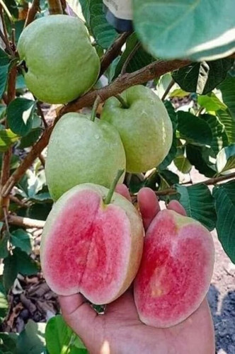Taiwan Ruby Guava | Tampa Tropical Asian