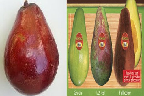 HARDEE AVOCADO | Tampa Tropical Asian