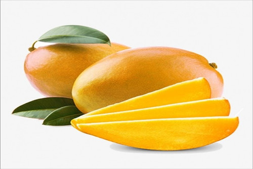 DIAMOND MANGO - Grafted Tree | Tampa Tropical Asian