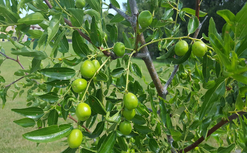 Jujube (Lang variety) China or Japan | Tampa Tropical Asian