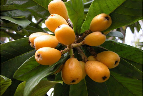 LOQUAT CHRISTMAS, SHERRY, BRADENTON, OLIVER, YEHUDA | Tampa Tropical Asian