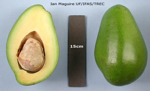 Donnie Avocado | Tampa Tropical Asian