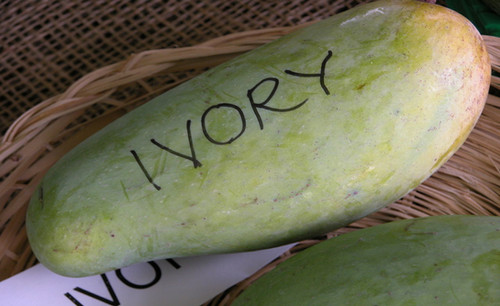 IVORY MANGO - Grafted Tree | Tampa Tropical Asian