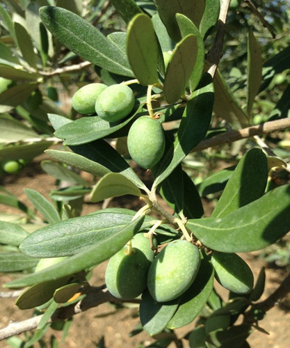 OLIVE TREE | Tampa Tropical Asian