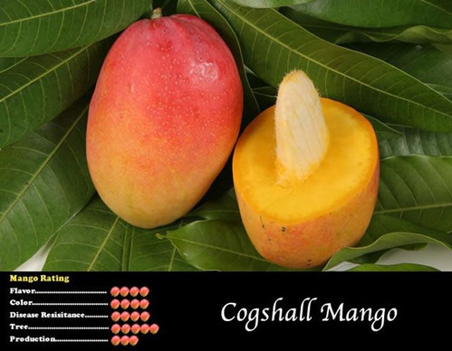 Cogshall Mango - Grafted Tree | Tampa Tropical Asian