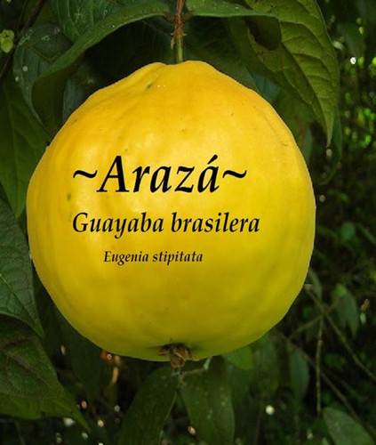 ARAZA Guayaba Brasilera | Tampa Tropical Asian