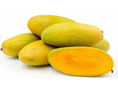 MALLIKA MANGO - Grafted Tree | Tampa Tropical Asian