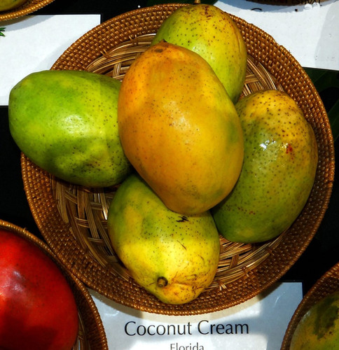 COCONUT CREAM MANGO (Patented Variety, Delicious, Sweet, Creamy ...