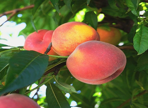 FLORIDA LOW-CHILL PEACHES- 3 gallons | Tampa Tropical Asian