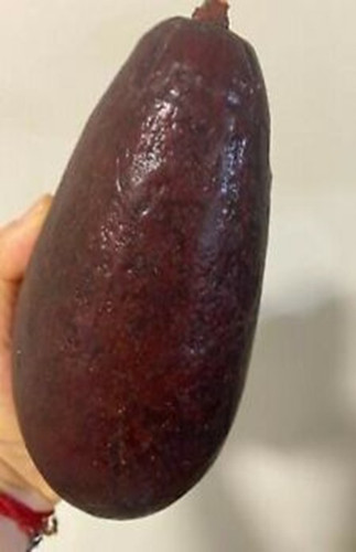Thompson Red Avocado - 15g | Tampa Tropical Asian