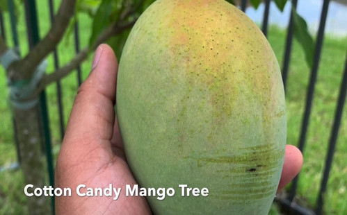 COTTON CANDY MANGO - Grafted Tree | Tampa Tropical Asian