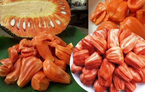 Indonesia Red Jackfruit | Tampa Tropical Asian