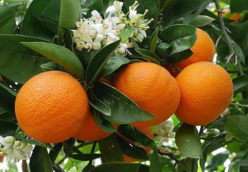 VALENCIA ORANGE | Tampa Tropical Asian