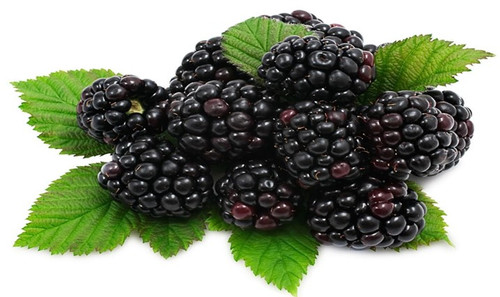 Blackberry - Arapaho | Tampa Tropical Asian