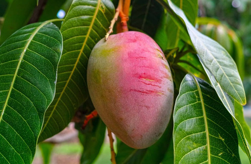 HARVEST MOON MANGO - Grafted Tree | Tampa Tropical Asian