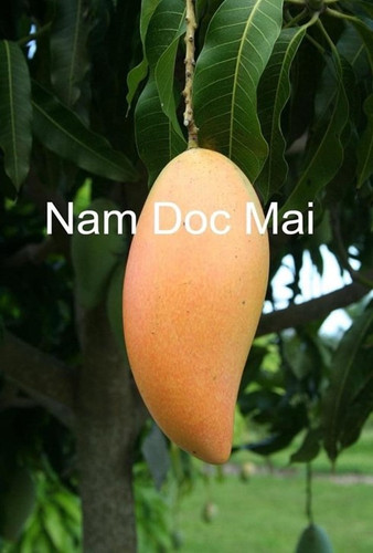 NAM DOC MAI MANGO - Grafted Tree | Tampa Tropical Asian