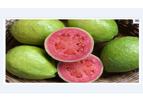 Ruby Supreme Guava 3g | Tampa Tropical Asian