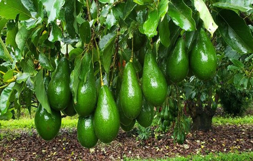 Hall Avocado | Tampa Tropical Asian