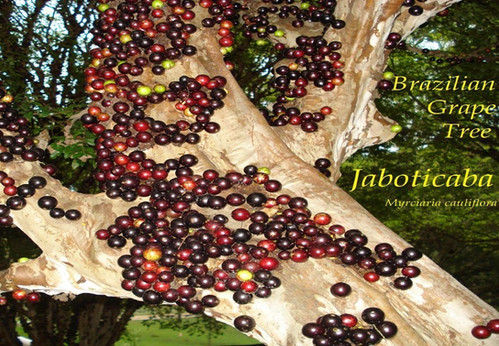 Jaboticaba Red- Nho than go mau do | Tampa Tropical Asian