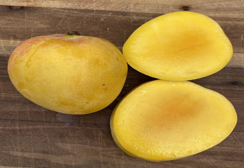 JUICY PEACH MANGO - Grafted Tree | Tampa Tropical Asian