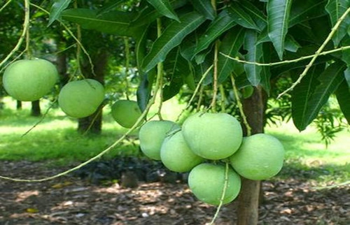 O-15 Mango - Grafted Tree | Tampa Tropical Asian