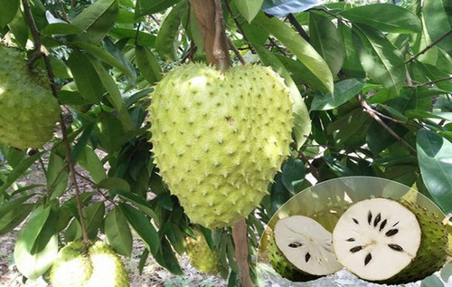 Soursop - Mang cau xiem | Tampa Tropical Asian