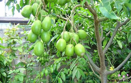 June Plum | Tampa Tropical Asian