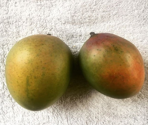 Sugar Loaf Mango - Grafted Tree | Tampa Tropical Asian