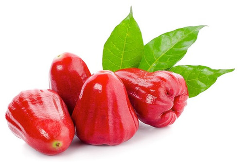 WAX JAMBU RED | Tampa Tropical Asian