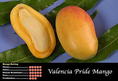 Valencia Pride Mango - Grafted Tree | Tampa Tropical Asian