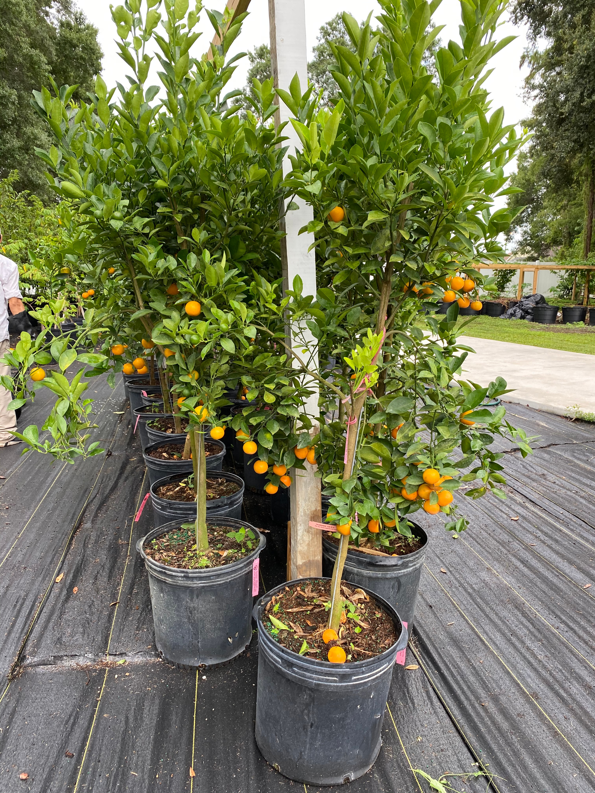 CITRUS TREES | Tampa Tropical Asian