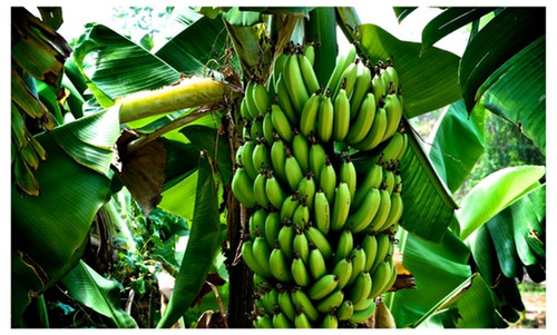 Gran Nain Banana (Thailand) | Tampa Tropical Asian