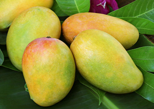 KESAR MANGO - Grafted Tree | Tampa Tropical Asian