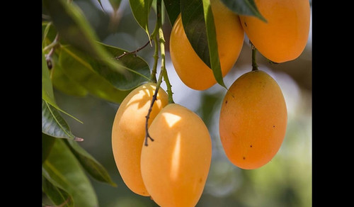 DUSARI MANGO - Grafted Tree | Tampa Tropical Asian