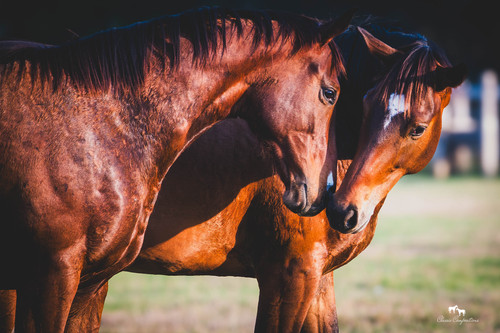 In the Quiet of Companionship | Classic Compositions